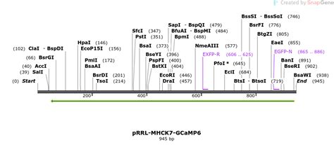 Addgene Prrl Mhck7 Gcamp6 Sequences
