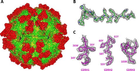 Human Parvovirus