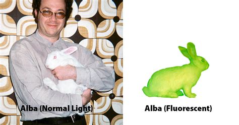 The Biohacking Paradox Glowing Rabbits Woolly Mice And The Ethics Of Genetic Experimentation