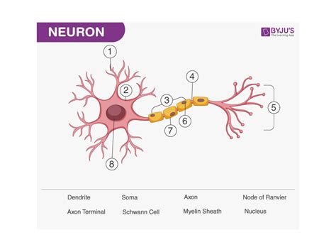 Neurons And Neuroglia 101 Diagram Quizlet