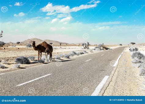A Cute Wild Single Humped Camel Lies On The Ground In The Moroccan