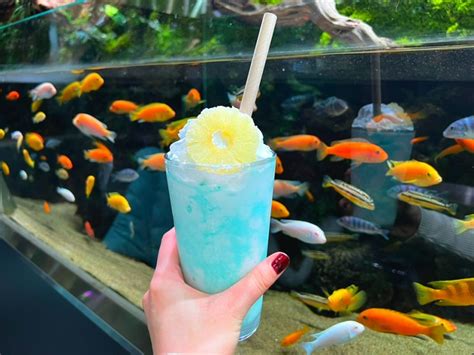 여자혼자여행 잠실 아쿠아가든카페 물고기카페 네이버 블로그