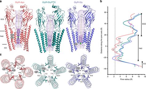 Cryo Em Structures Of Full Length Glyr In Multiple Conformational Download Scientific Diagram