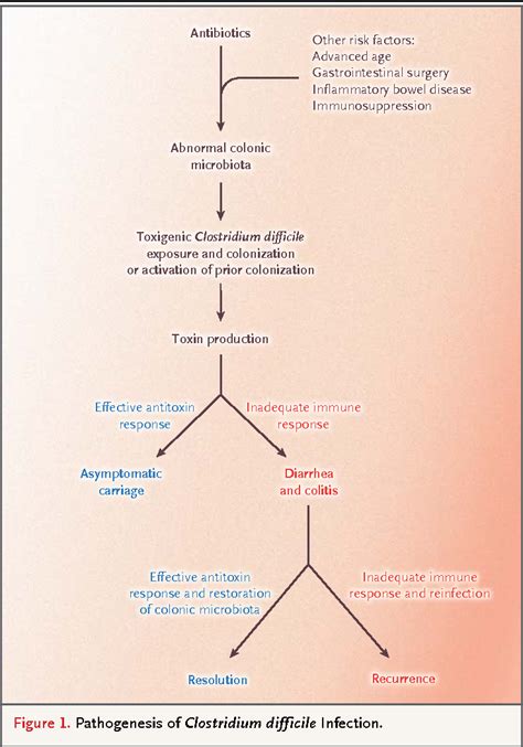Clostridium Difficile Infection Semantic Scholar
