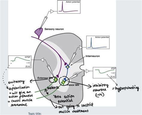 Chapter 15 Neuroscience Chemical Control Of The Brain Flashcards Quizlet