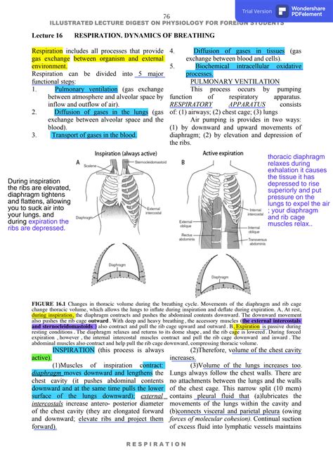 Solution Physiology Of The Respiratory System Notes Studypool