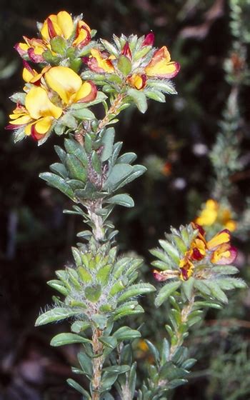Pultenaea Tuberculata