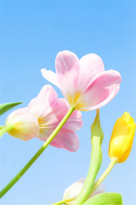 蓝天下的花花