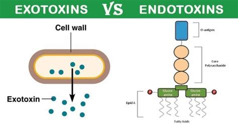 Exotoxins Vs Endotoxins Definition And Major Difference