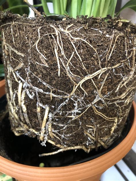 Was About To Buy This Peace Lilly But When I Went To Check If It Needed To Be Repotted When I