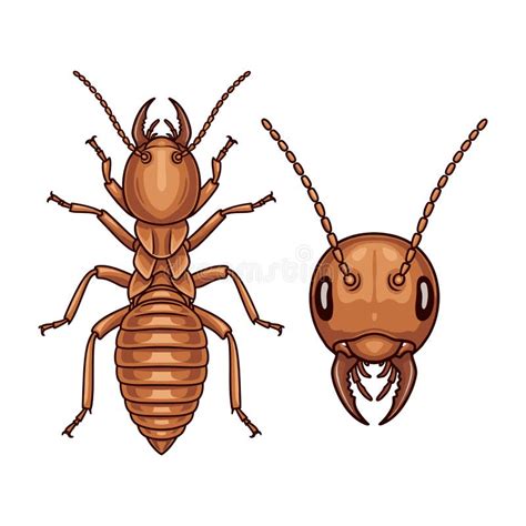 Termite Fullbody And Close Up Illustration For Pest Control Design