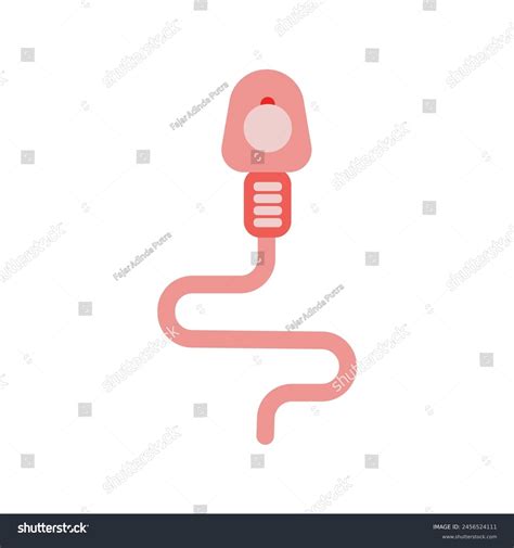 Structure Function Sperm Sperm Illustration Stock Vector Royalty Free 2456524111 Shutterstock