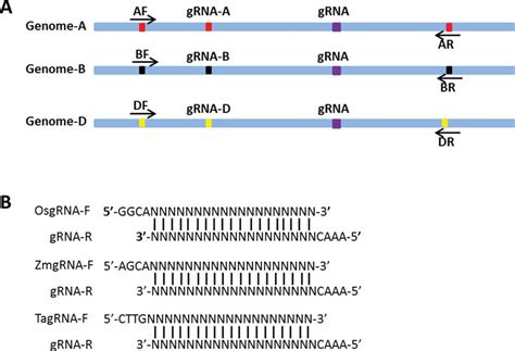 Strategy For Designing Grna In Wheat Hexaploid As An Example And Grna Strategy For Designing Grna In Wheat Hexaploid As An Example And Grna