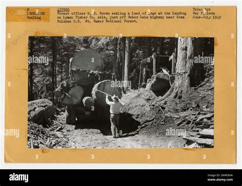 Scaling Logs General Photographs Relating To National Forests