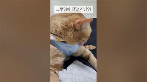 고양이에게 옷을 입히면 고양이 Cat Youtube