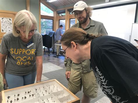 Bee Monitoring — Images — Master Gardener
