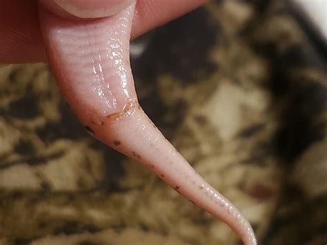 Ball Python Hatchling Vent Issue Rballpython