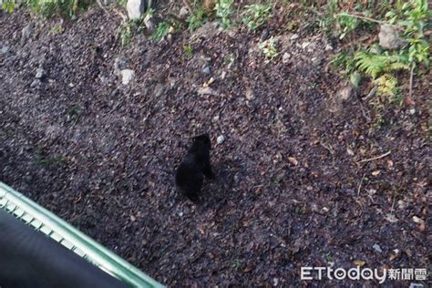野訓場新居落成 廣原小熊回台東展開訓練預計5月返森林 Ettoday寵物雲 Ettoday新聞雲