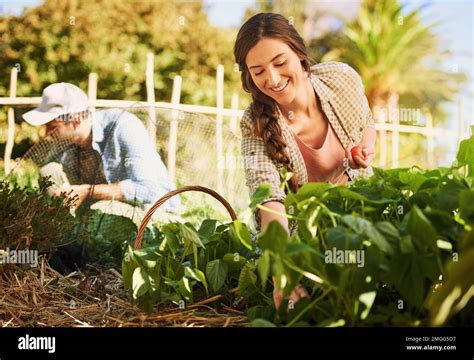 Its Finally Harvest Time Two Happy Young Farmers Harvesting Herbs And