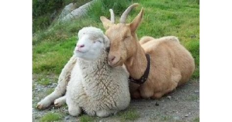 Репродуктивните функции при овцете и козите Български Фермер