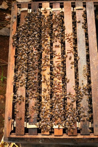 Premium Photo Hives In An Apiary With Bees Flying To The Landing