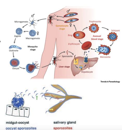 Seminar 4 Kingdom Protista Phylum Sporoza Apicomplexa Flashcards Quizlet