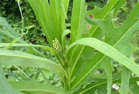 野生苦苣菜 野苦荬菜图片 成语词句网