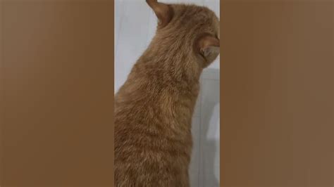 아빠가 집에 들어올 때 고양이 반응 모짜어 번역 중인 집사 Youtube