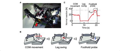 Walking On Fragile Irregular Terrain A Quadruped Robot With Load Download Scientific