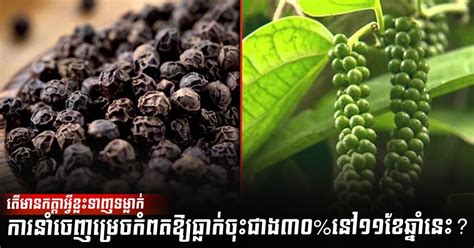 តើមានកត្តាអ្វីខ្លះទាញទម្លាក់ការនាំចេញម្រេចកំពតឱ្យធ្លាក់ចុះជាង៣០ នៅ១១ខែឆ្នាំនេះ — Cambonomist