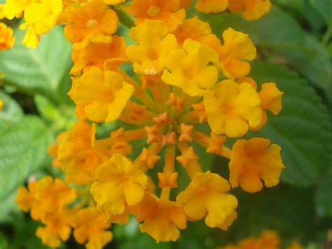 Free Photo Yellow Flower Flower Fragrance Fresh Free Download