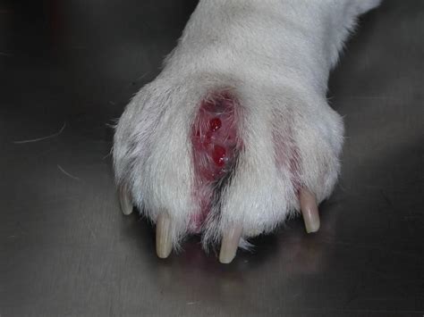 Pododermatitis In Rabbits Symptoms And Quick Home Treatment