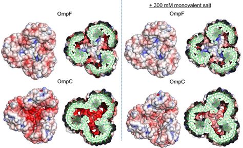 Electrostatic Property Of Ompf And Ompc Analysis Was Done At The Download Scientific Diagram