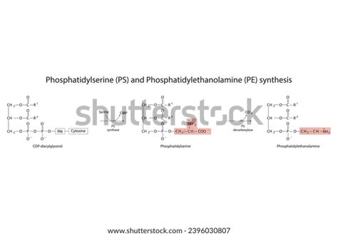 Schematic Molcular Diagram Phosphatidylserine Phosphatidylethanolamine Synthesis Stock Vector