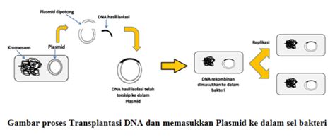 Detail Contoh Dna Rekombinan Koleksi Nomer 18