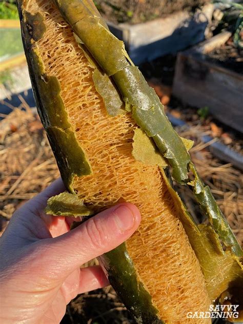 Growing Loofah Gourds Learn How To Grow Your Own Loofah Sponges