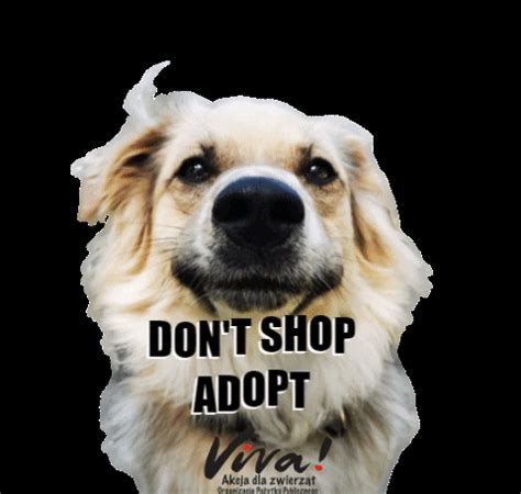 Adoption GIFs Find Share On GIPHY
