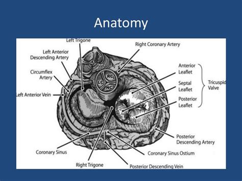 Ppt Tricuspid Valve Disease Powerpoint Presentation Free Download