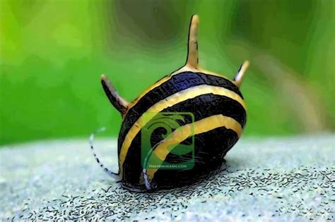 Cách Nuôi ốc Nerita ăn Rêu Hại Cho Bể Thủy Sinh Thủy Sinh Xanh