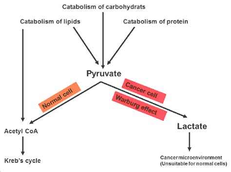 Fate Of Pyruvate In Cancer Cells Versus Normal Cells Pyruvate Is The