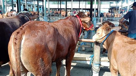 REVIEW PEDET LIMOUSIN SUPER CALON JUMBO Mas Udin Pasar Hewan Pon