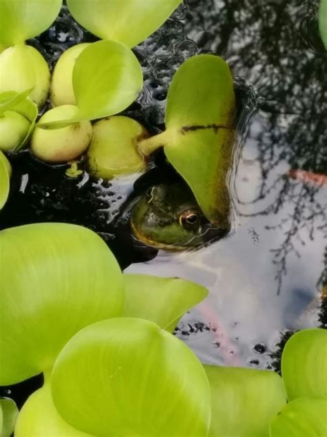 8 Frog Peeping A Frog House