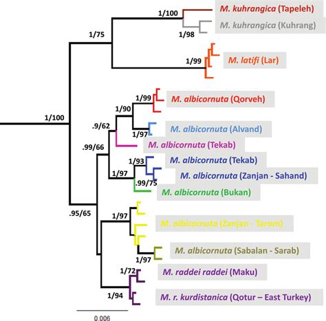 Bayesian Phylogenetic Tree Without Outgroups Obtained For The 27 Download Scientific Diagram