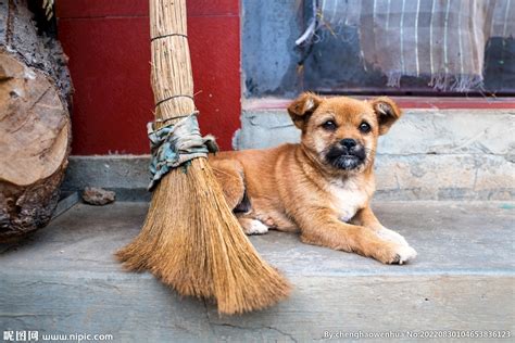 狗摄影图家禽家畜生物世界摄影图库昵图网