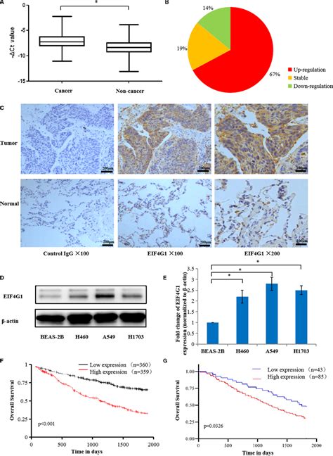 Expression Pattern Of Eif4g1 In Nsclc Tissues And Cell Lines A Eif4g1