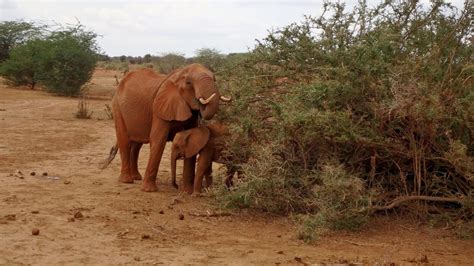 fascynujące podróże Kenia Safari od A do Z