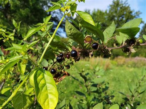 20 Most Deadly Plants That Can Kill Even Humans