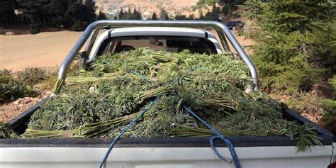 Uso Médico Y Terapéutico Del Cannabis Próximamente Será Legalizado En