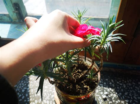 康乃馨各色花语及象征意义 花百科
