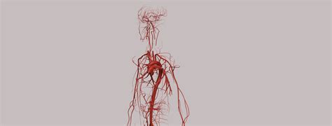 3d file arborial segment of arterial tree organ segmented model 🌳 ・3d